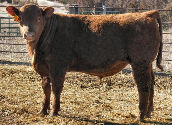 Ballensky Red Angus Bulls for Sale Page