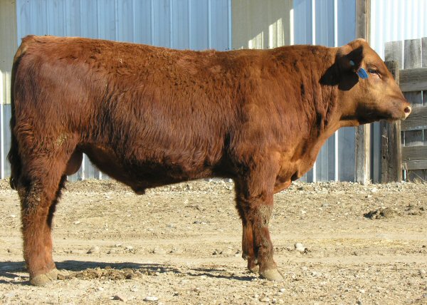 Ballensky Red Angus Bulls for Sale Page